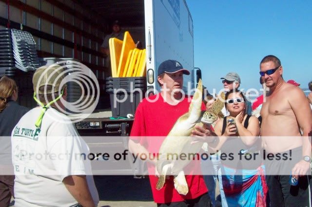 Turtle Release North Padre Island 2 Cool Fishing Forum turtle-release-north-padre-island-2-cool-fishing-forum