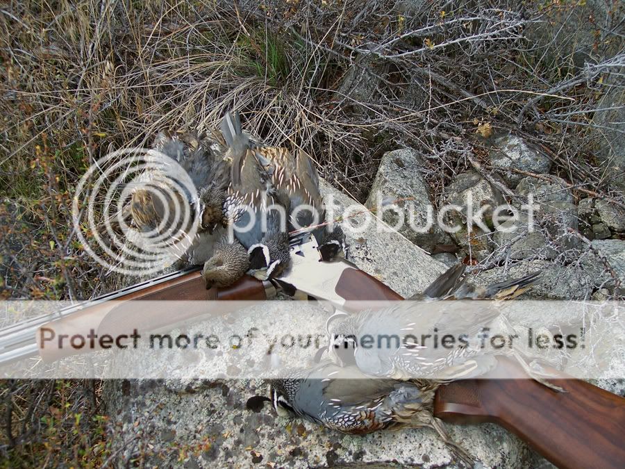 Eastern Washington Quail hunt... | Hunt Talk