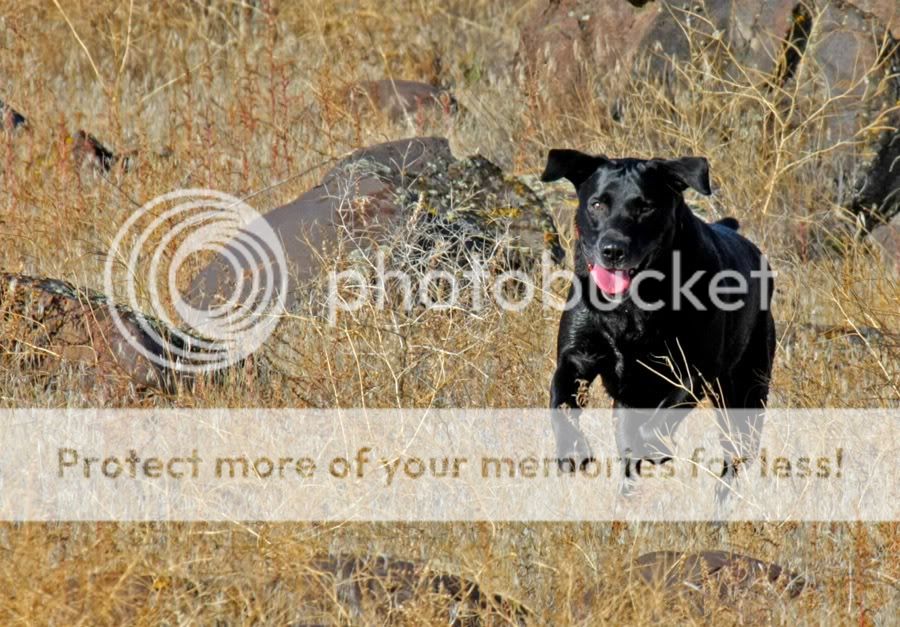 Eastern Washington Quail hunt... | Hunt Talk