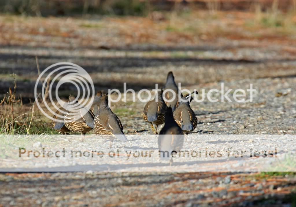 Eastern Washington Quail hunt... | Hunt Talk