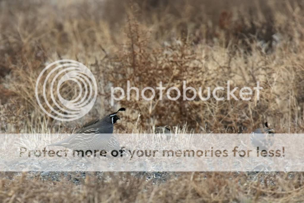 Eastern Washington Quail hunt... | Hunt Talk
