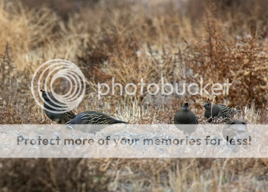 Eastern Washington Quail hunt... | Hunt Talk