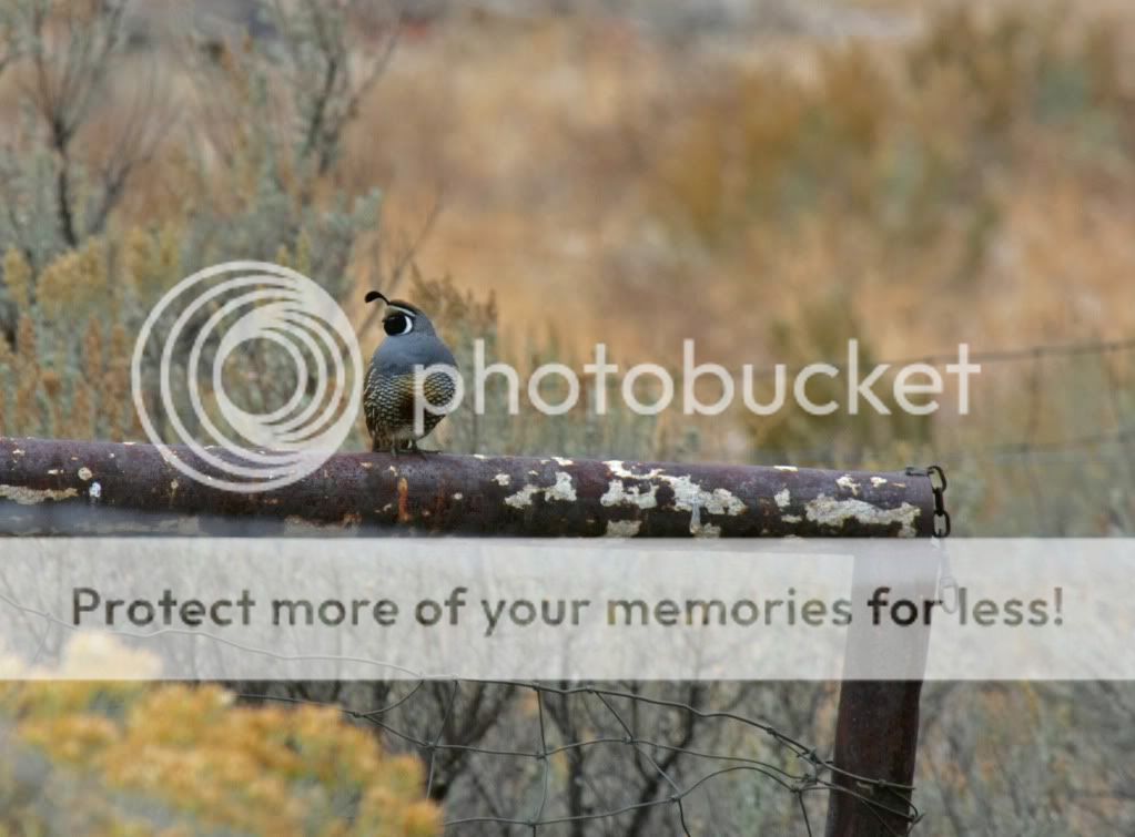 Eastern Washington Quail hunt... | Hunt Talk