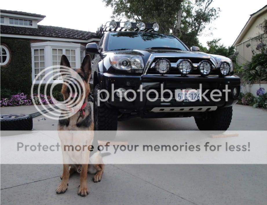 Show off your Dog, Ultimate 4Runner Dog thread - Page 16 - Toyota ...